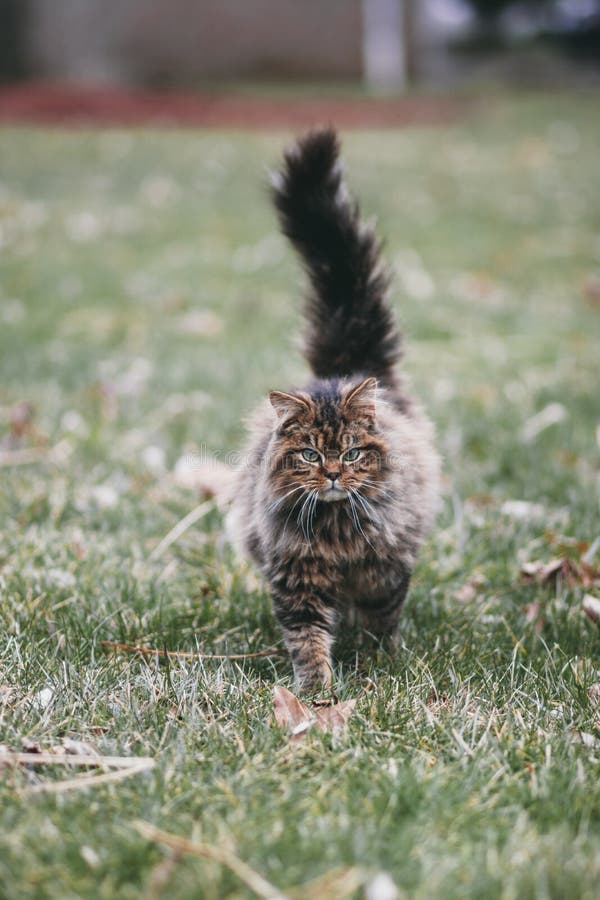 A pet cat kitten outside stock photo. Image of pets - 113317778