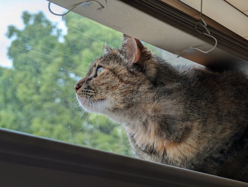 528 Cute Cat Window Blinds Stock Photos - Free & Royalty-Free Stock ...