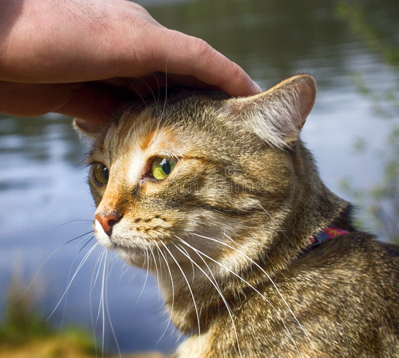 Pet cat for walk in wild stock image. Image of domestic - 114260397