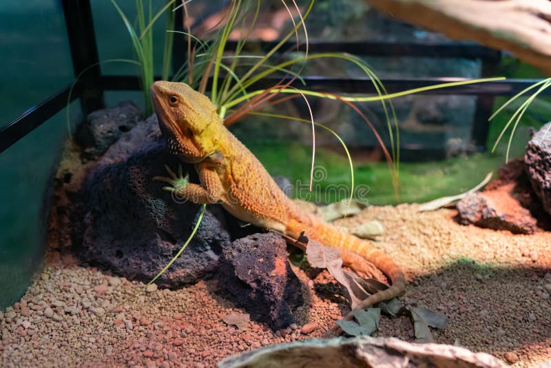 Pet chameleon in a tank stock photo. Image of reptile - 218918446