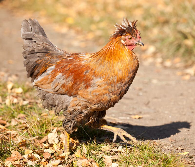 Pet chicken stock photo. Image of domestic, fall, grass - 21837838