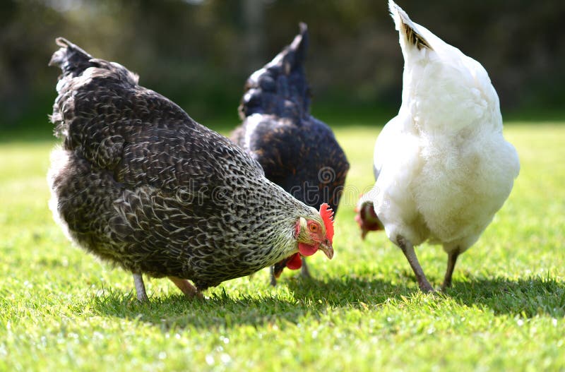 Pet chickens stock photo. Image of food, farmyard, chicken - 70918288