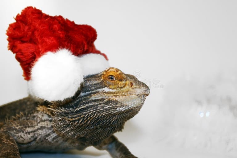 3,283,838 Pet Sullies Stock Photos - Free & Royalty-Free Stock Photos ...