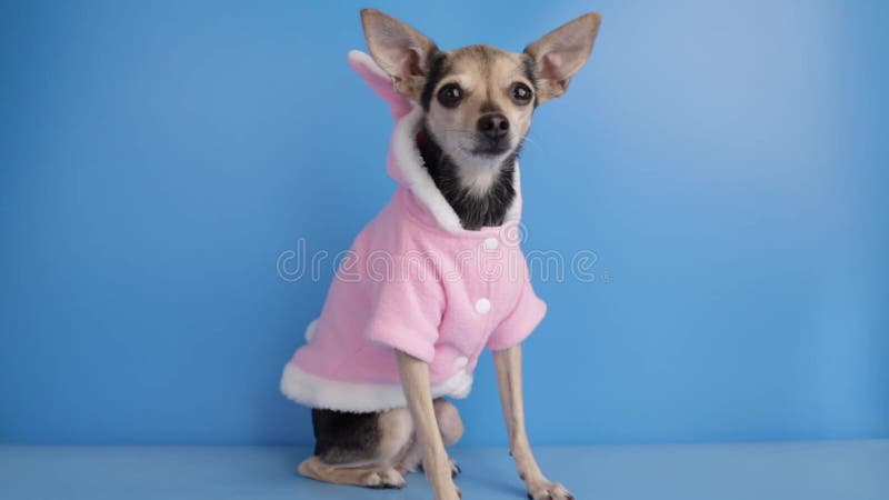 Pet Clothes, Dog in a Pink Bathrobe with Ears on Blue Background Stock ...