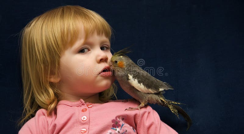 Pet Cockatiel stock image. Image of birds, kissing, innocence - 2316629