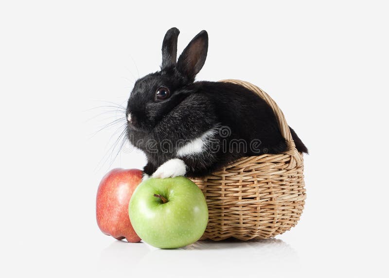 Pet Conejo Aislado En El Fondo Blanco Foto de archivo - Imagen de lindo ...