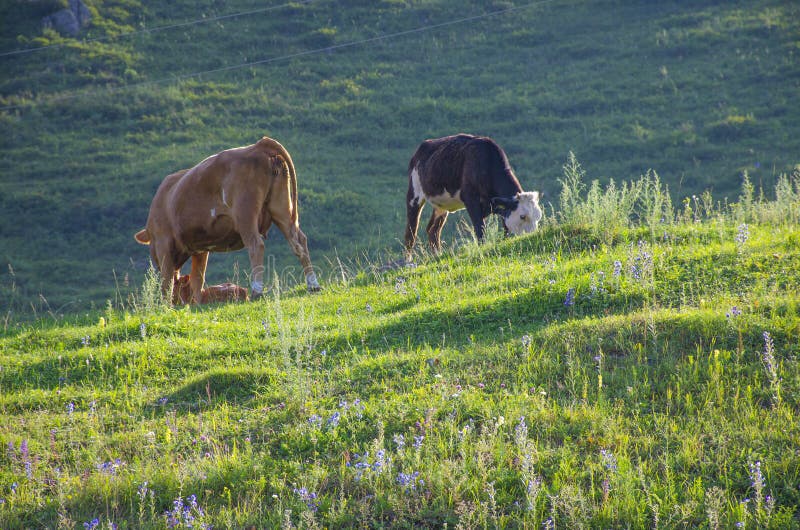Pet Cow Eats Grass in the Mountains in Meadows Stock Image - Image of ...