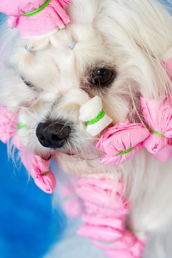Pretty Please stock photo. Image of whiskers, snout, poodle - 833770
