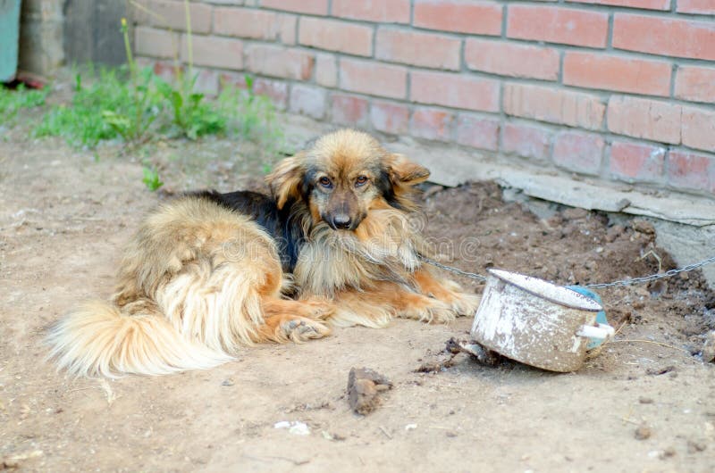 Pet dog on a chain stock photo. Image of safety, watchdog - 186774976