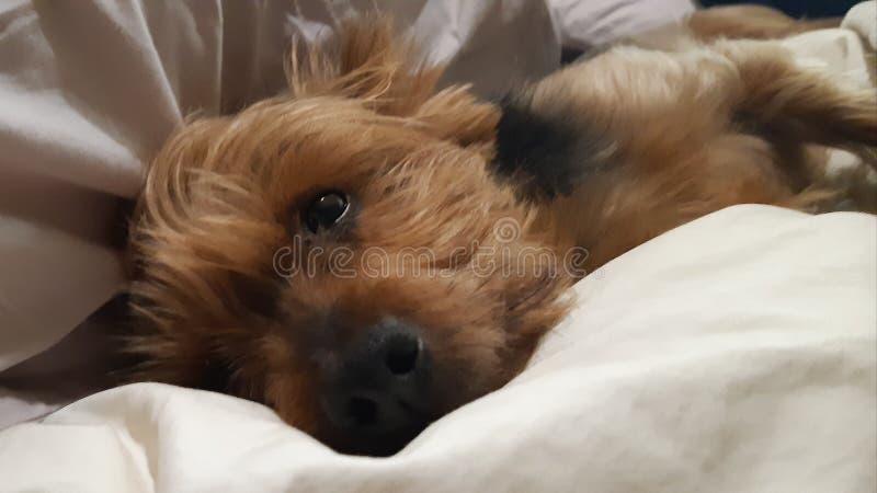 Pet dog cuddles on bed stock image. Image of adorable - 187775357