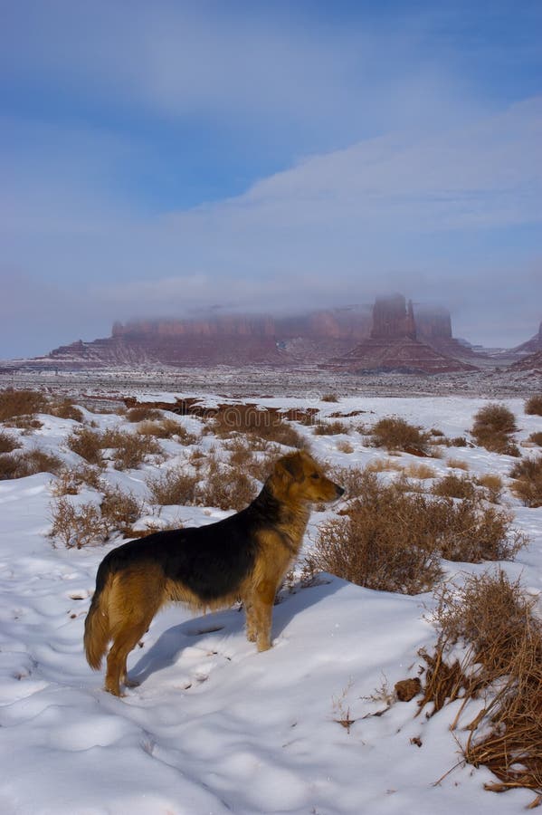 Pet Dog Exploring Snow and Winter Mountains Stock Photo - Image of west ...