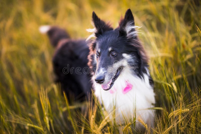 Pet dog in the field stock photo. Image of portrait, field - 95971360