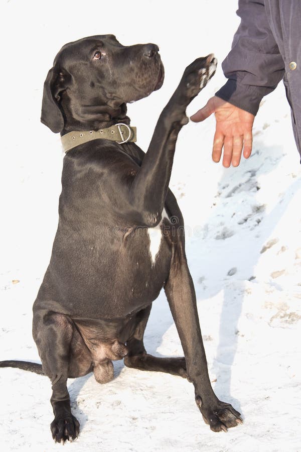 Pet dog handshake men stock photo. Image of shaking, shake - 30569580