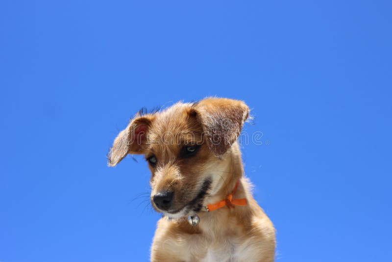 Pet Dog Looking Down with Blue Sky Stock Image - Image of listening ...
