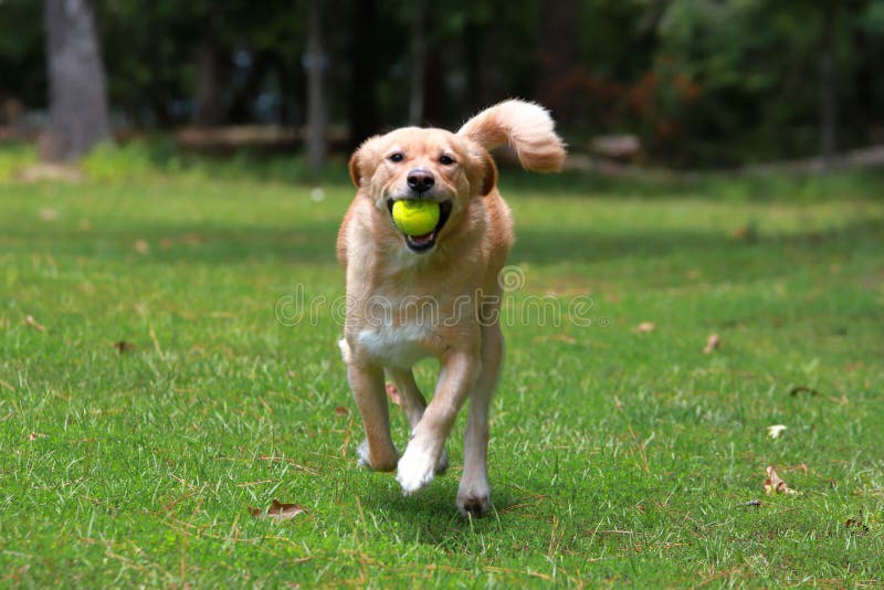 Pet dog running with ball stock image. Image of background - 125885433