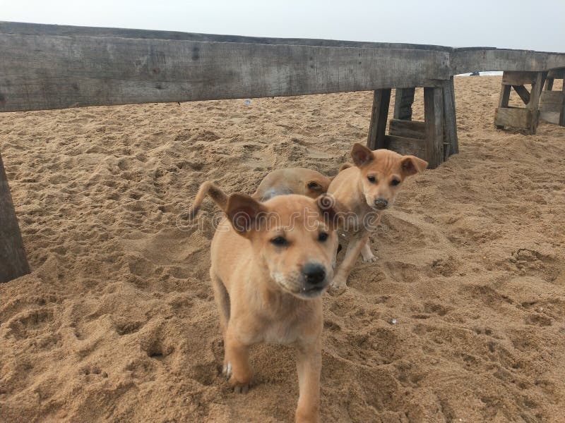 Pet dog on sand stock image. Image of sand, beach, faithful - 208131105