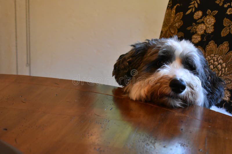 Dog sitting on table stock photo. Image of apartment - 165672840