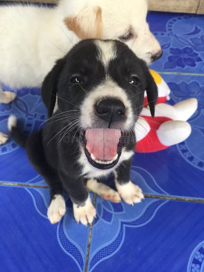 Pet dog smile happy puppy stock photo. Image of smile - 112970980