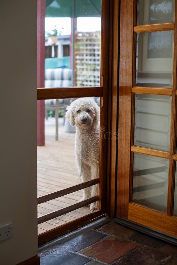 Pet Dog Standing on the Outside Deck of a House Stock Photo - Image of ...