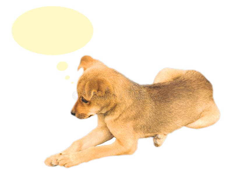 Pet Dog Thinking about Food Stock Photo - Image of company, love: 79615666