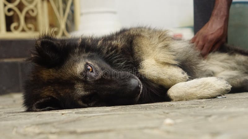 Pet dog Tickle stock photo. Image of design, nature - 100245168