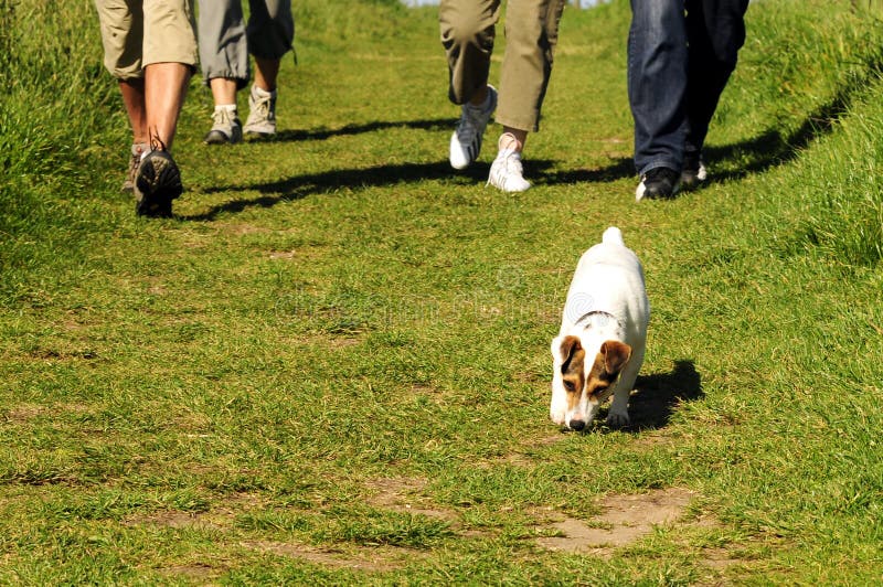 Pet Dog with Master in Holiday Stock Photo - Image of stain, master ...