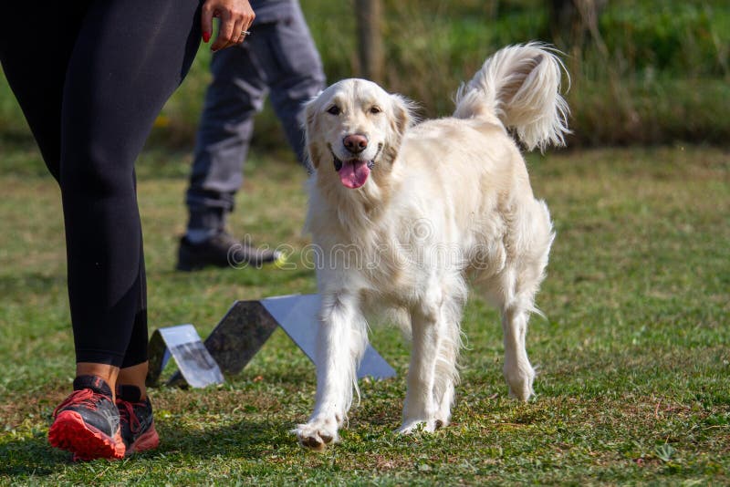 Pet Dogs Competitions of Skill and Obedience Editorial Stock Image ...