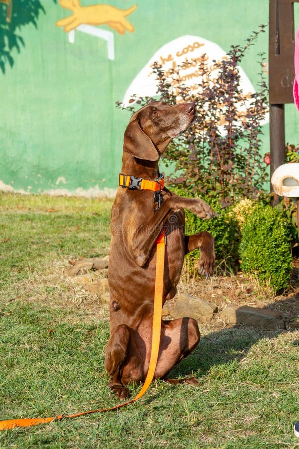 Pet Dogs Competitions of Skill and Obedience Editorial Stock Photo ...