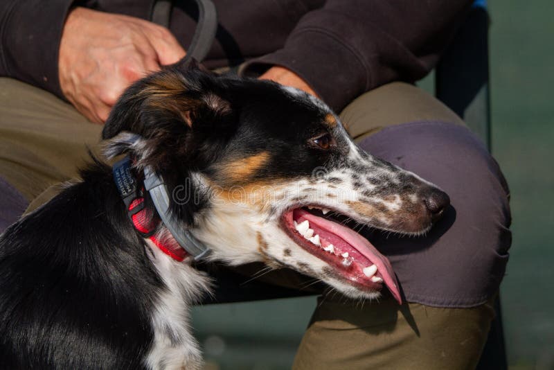 Pet Dogs Competitions of Skill and Obedience Editorial Stock Photo ...