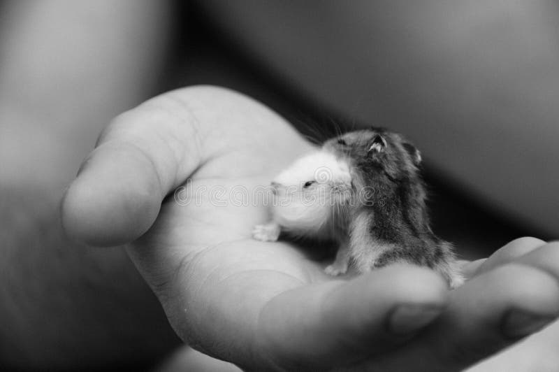 Pet Dzungarian Hamster on Hand Stock Photo - Image of small, dzungarian ...