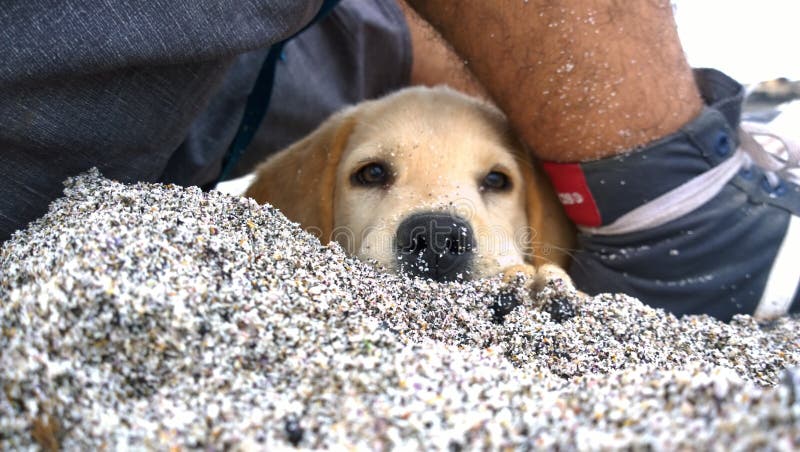 Pet face stock image. Image of retriever, face, retrato - 79219515