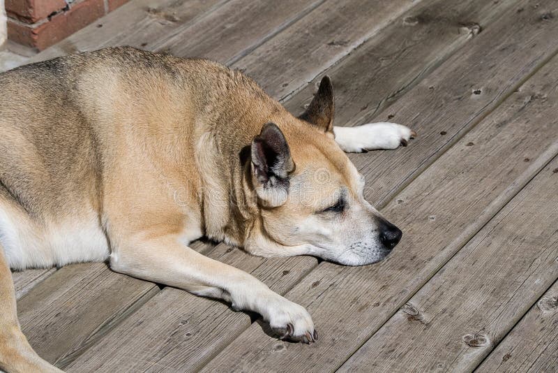 Pet stock photo. Image of farm, rest, ranch, barn, shelter - 72071452