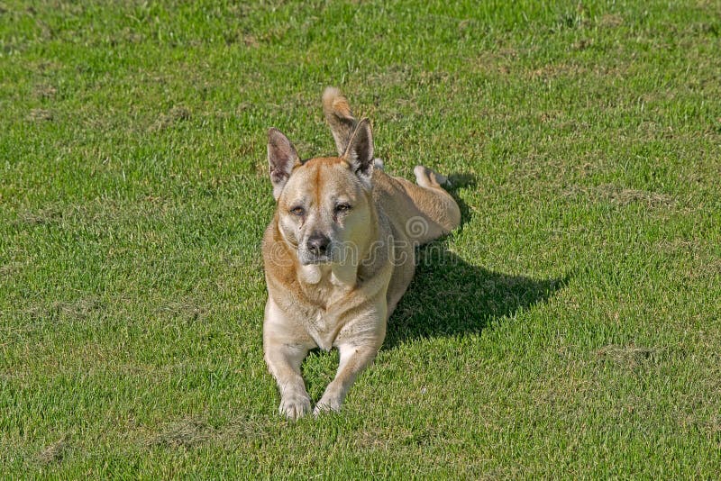 Pet stock photo. Image of domesticated, grass, canine - 72072244