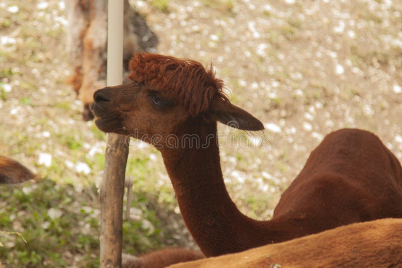 Pet Famous for Alpaka Alpaca Wool Stock Photo - Image of mountain ...