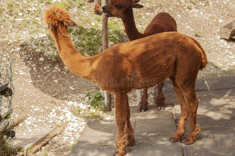 Pet Famous for Alpaka Alpaca Wool Stock Image - Image of country ...