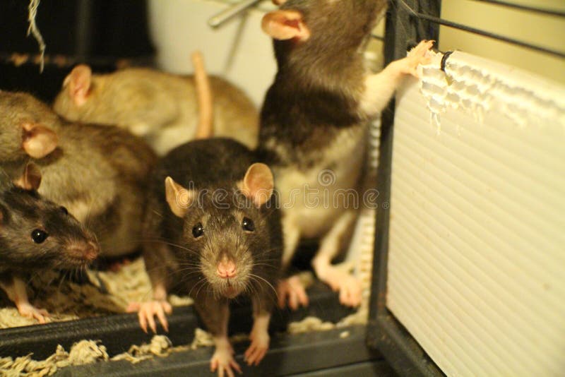 Pet Fancy Rat Family stock image. Image of eared, curious - 48385827