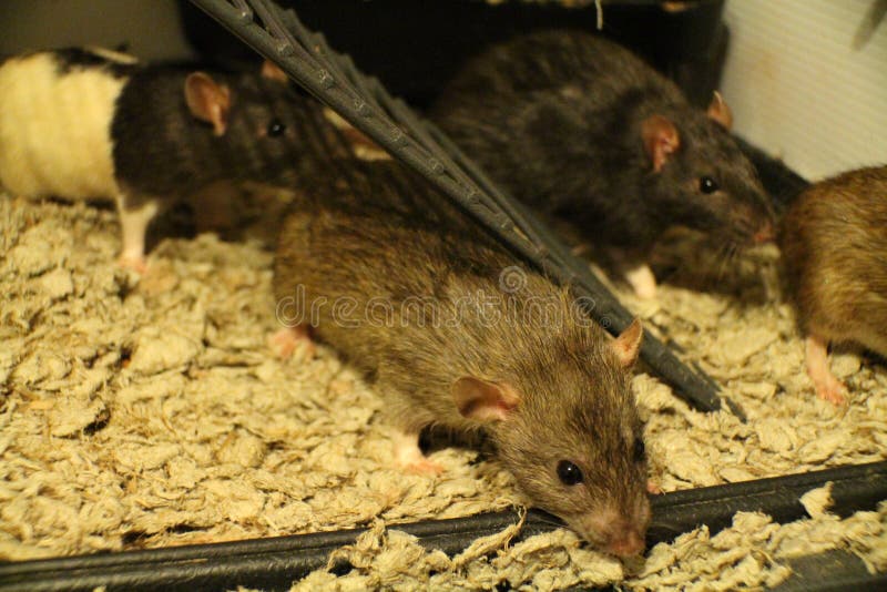 Pet Fancy Rat Family stock photo. Image of dumbo, family - 48385830