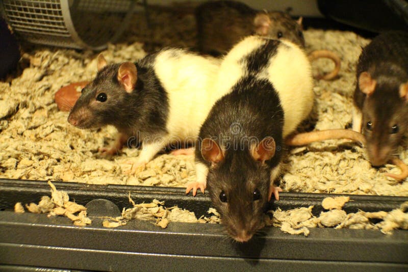 Pet Fancy Rat Family stock image. Image of agouti, curly - 48385831