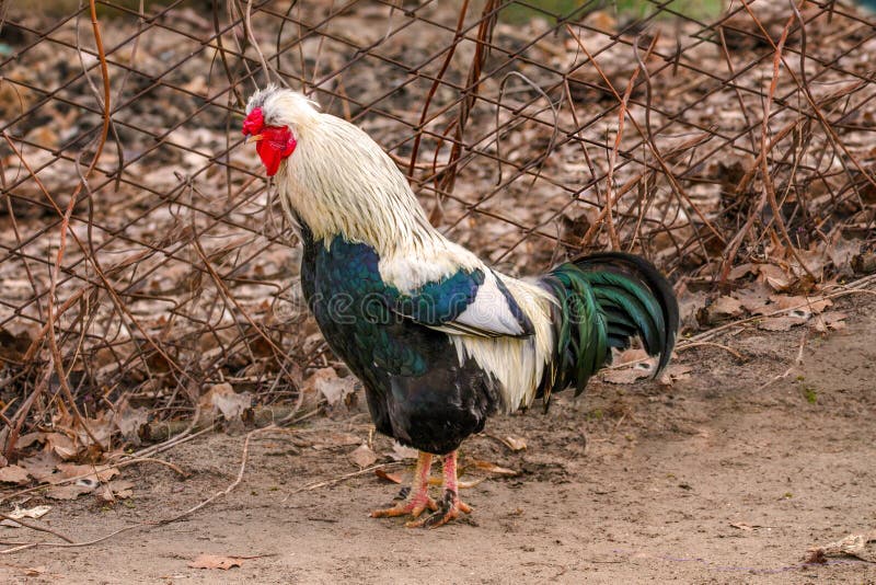Pet on a farm bird rooster stock image. Image of poultry - 87684981