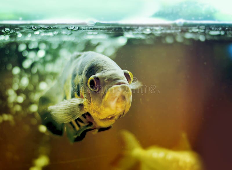 Pet Fish stock photo. Image of aquarium, water, emydidae - 114677746