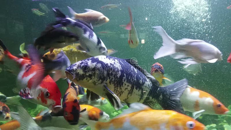 Pet fish live in aquariums stock video. Video of pose - 301531113