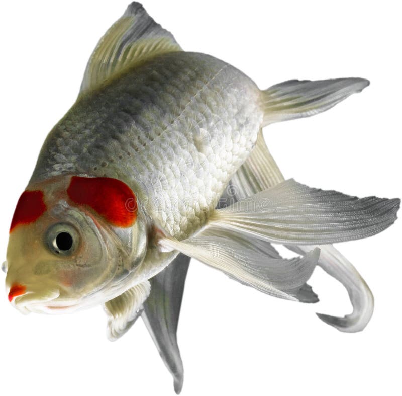 158 Suspicious Fish Stock Photos - Free & Royalty-Free Stock Photos ...