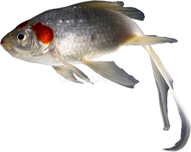 Pet Fish Tired from Over Working Stock Image - Image of colorful, gray ...