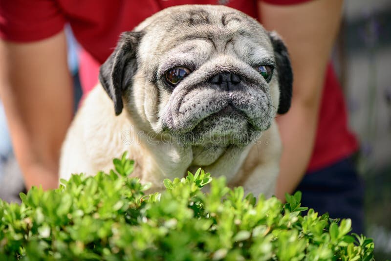 Pet Friendly Pug Dog in Park Stock Photo - Image of friend, brown: 96873784