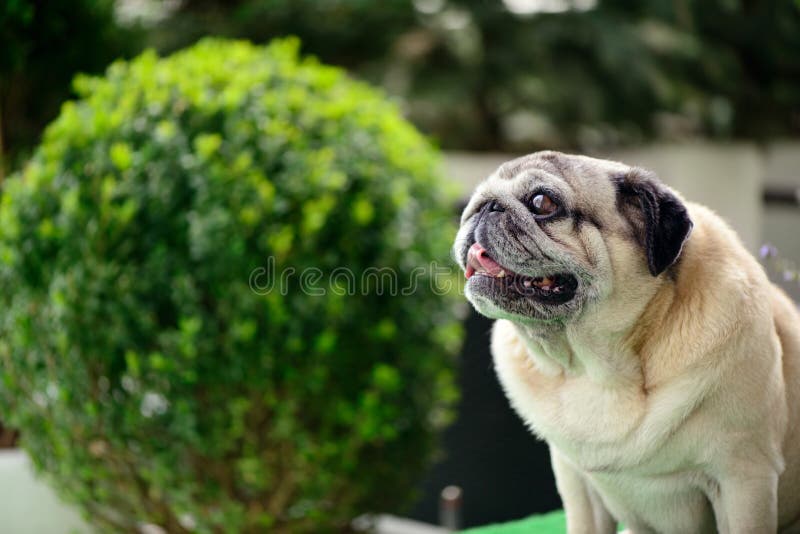 Pet Friendly Pug Dog in Park Stock Photo - Image of friend, lovely ...
