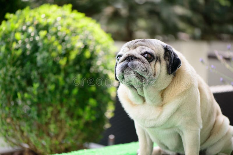 Pet Friendly Pug Dog Sitting Stock Photo - Image of puppy, mouth: 96873466