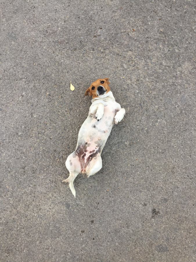 Pet stock photo. Image of floor, back, funny - 83711844