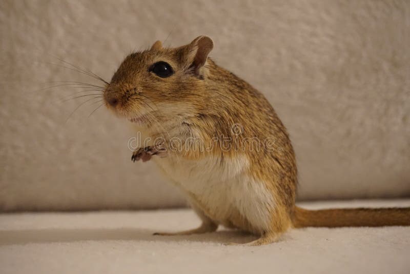 Mouse Standing Back Legs Stock Photos - Free & Royalty-Free Stock ...