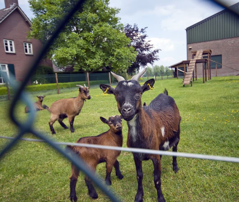 Pet goats in the garden stock image. Image of outside - 5263929