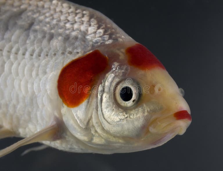 Pet goldfish stock photo. Image of orange, fish, lips - 16428710